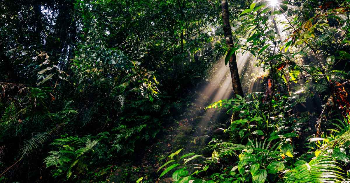 Sinharaja Forest & Forest Reserve Tours | Serene Travels